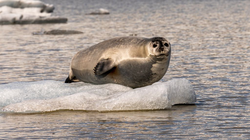 Where to Spot Seals Along Iceland’s South Coast: Best Locations and ...